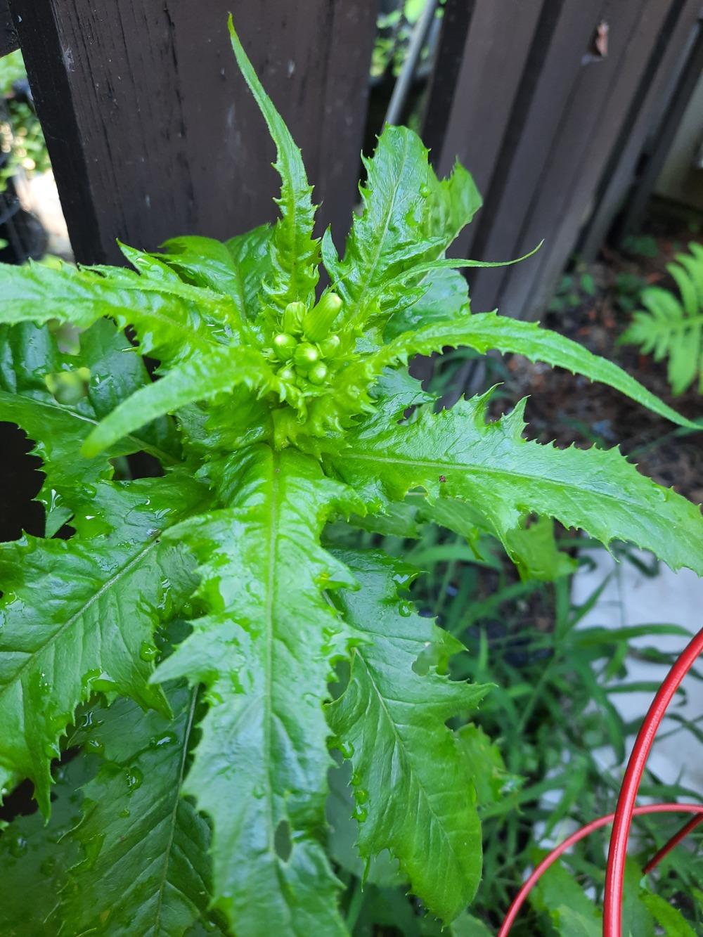 Vegetable ID in the Plant ID forum - Garden.org