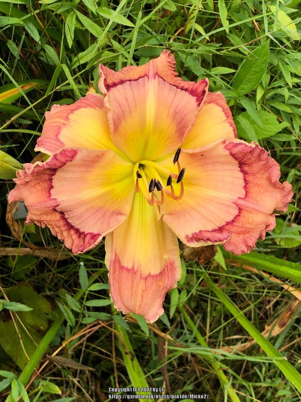 Photo of the bloom of Daylily (Hemerocallis 'Cosmic Kaleidoscope') posted by Mieko2 - Garden.org