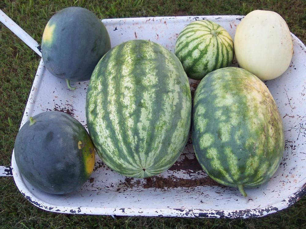 2021 Melon Thread in the Vegetables and Fruit forum - Garden.org