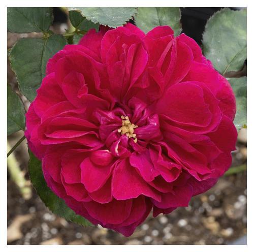 Darcy Bussell or Thomas a Becket? in the Roses forum - Garden.org