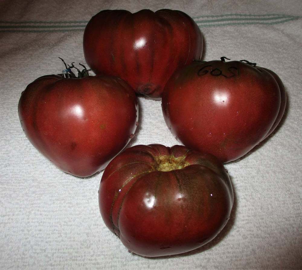 Tomato (Solanum lycopersicum 'Dana's Dusky Rose') in the Tomatoes ...