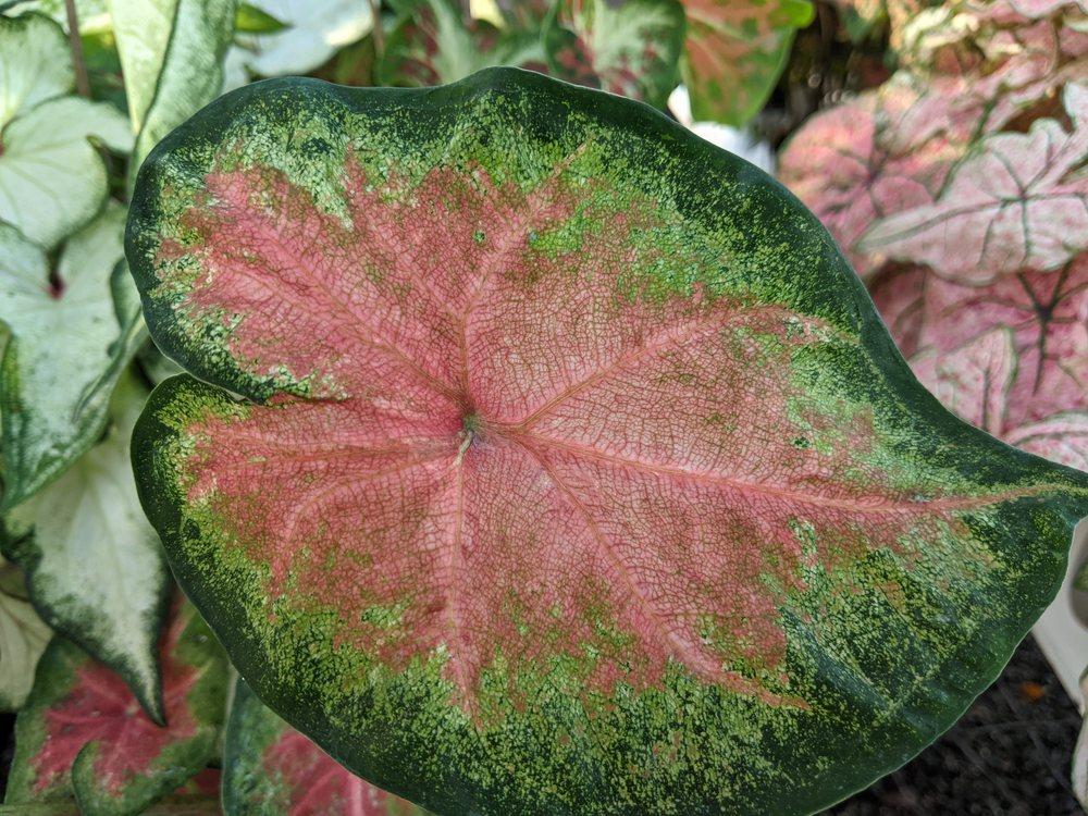 Caladiums: Plant Care and Collection of Varieties - Garden.org