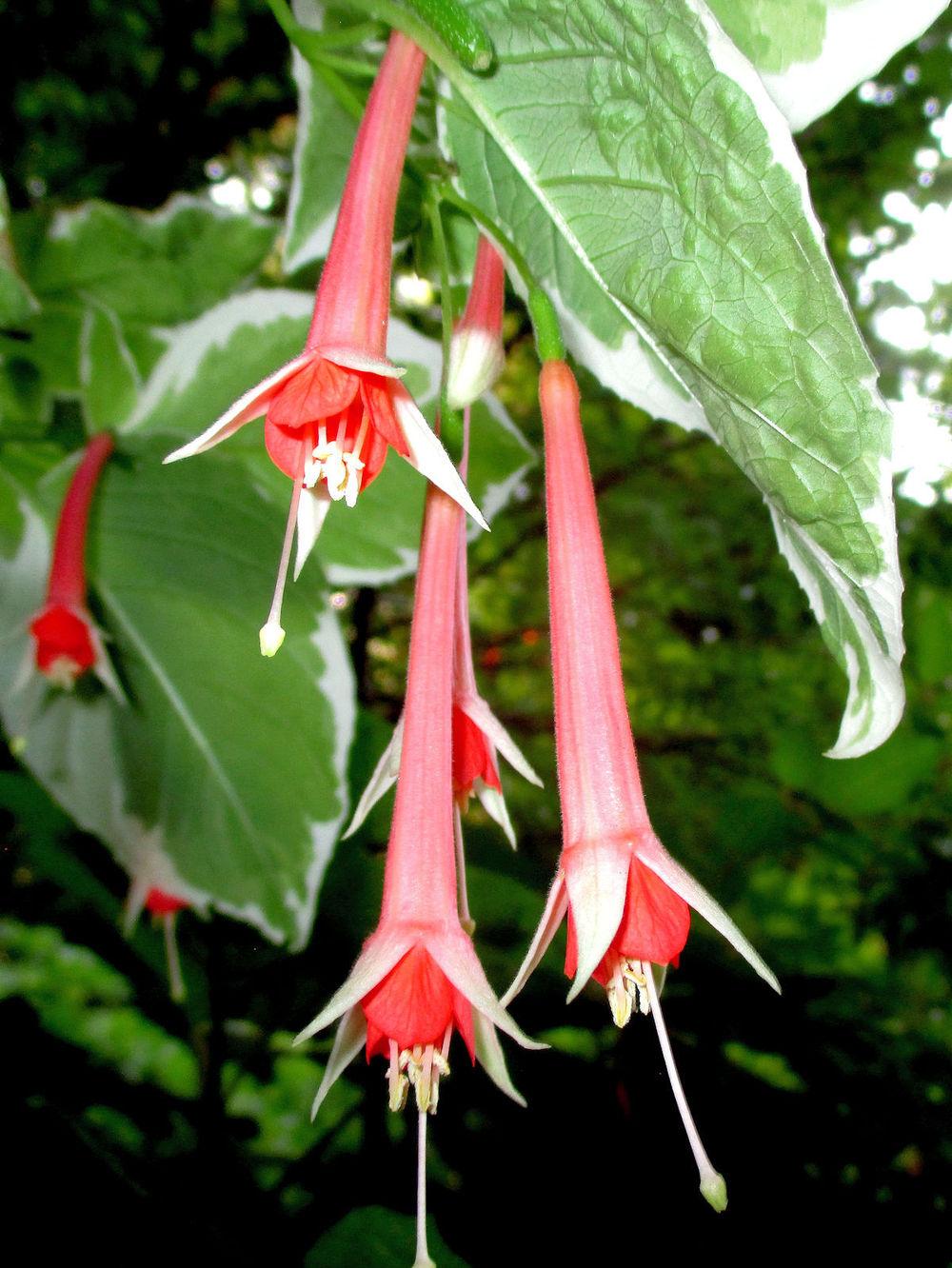 Brilliant Fuchsia (Fuchsia fulgens 'Variegata') in the Fuchsias ...