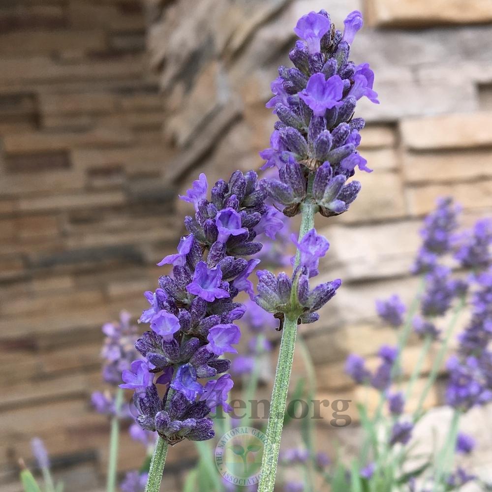 English Lavender (Lavandula angustifolia Sweet Romance®) in the ...