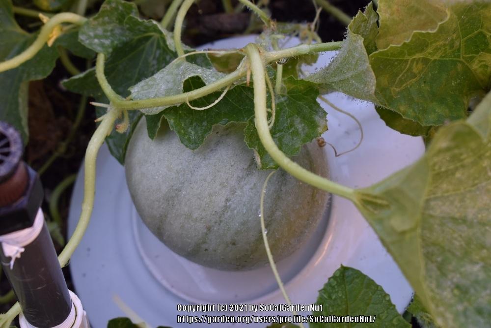2021 Melon Thread in the Vegetables and Fruit forum - Garden.org