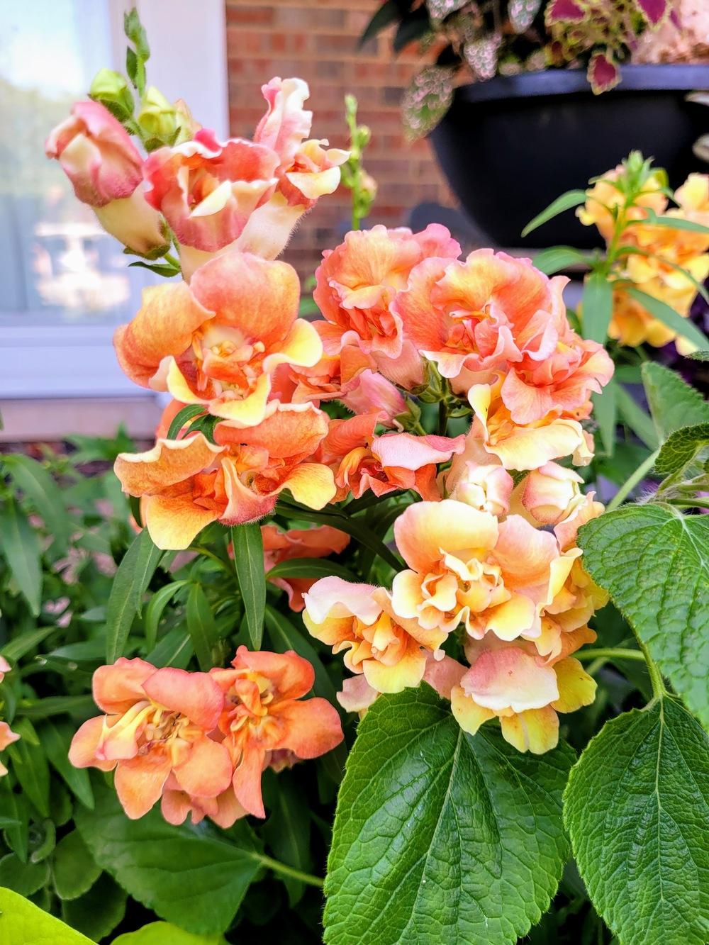 Snapdragon (Antirrhinum majus Chantilly™ Mix) - Garden.org