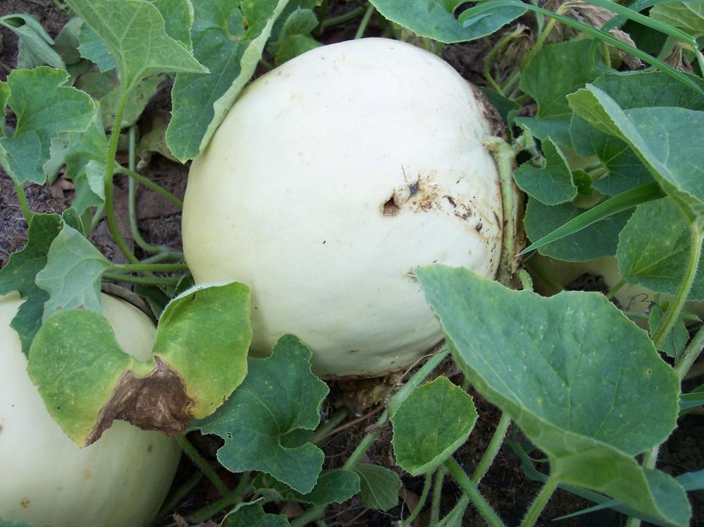 Honey Dew Melon (Cucumis melo var. inodorus 'Sweet Delight') - Garden.org