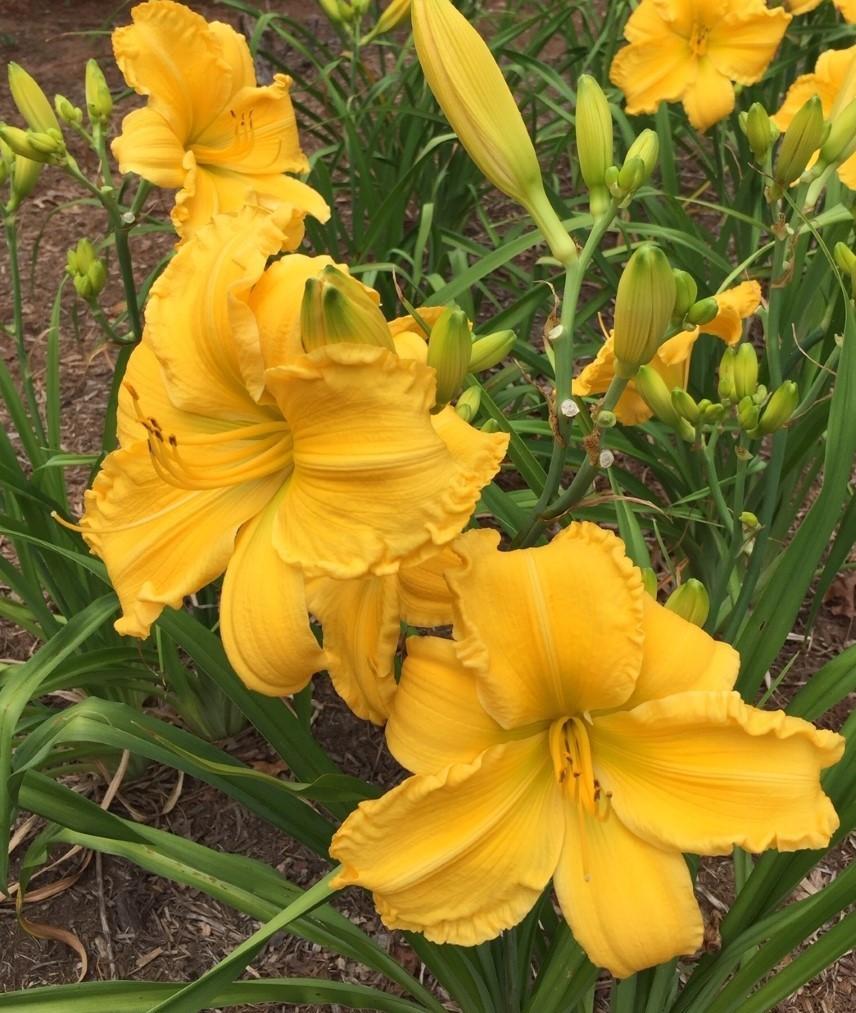 Daylily (Hemerocallis 'Jen Melon') in the Daylilies Database - Garden.org
