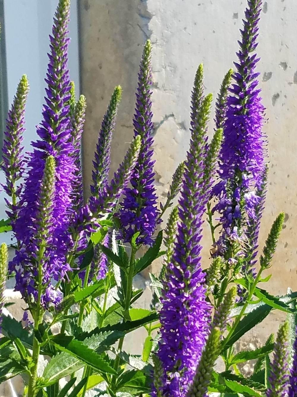 Photo of the bloom of Speedwell (Veronica longifolia) posted by DawnaE ...