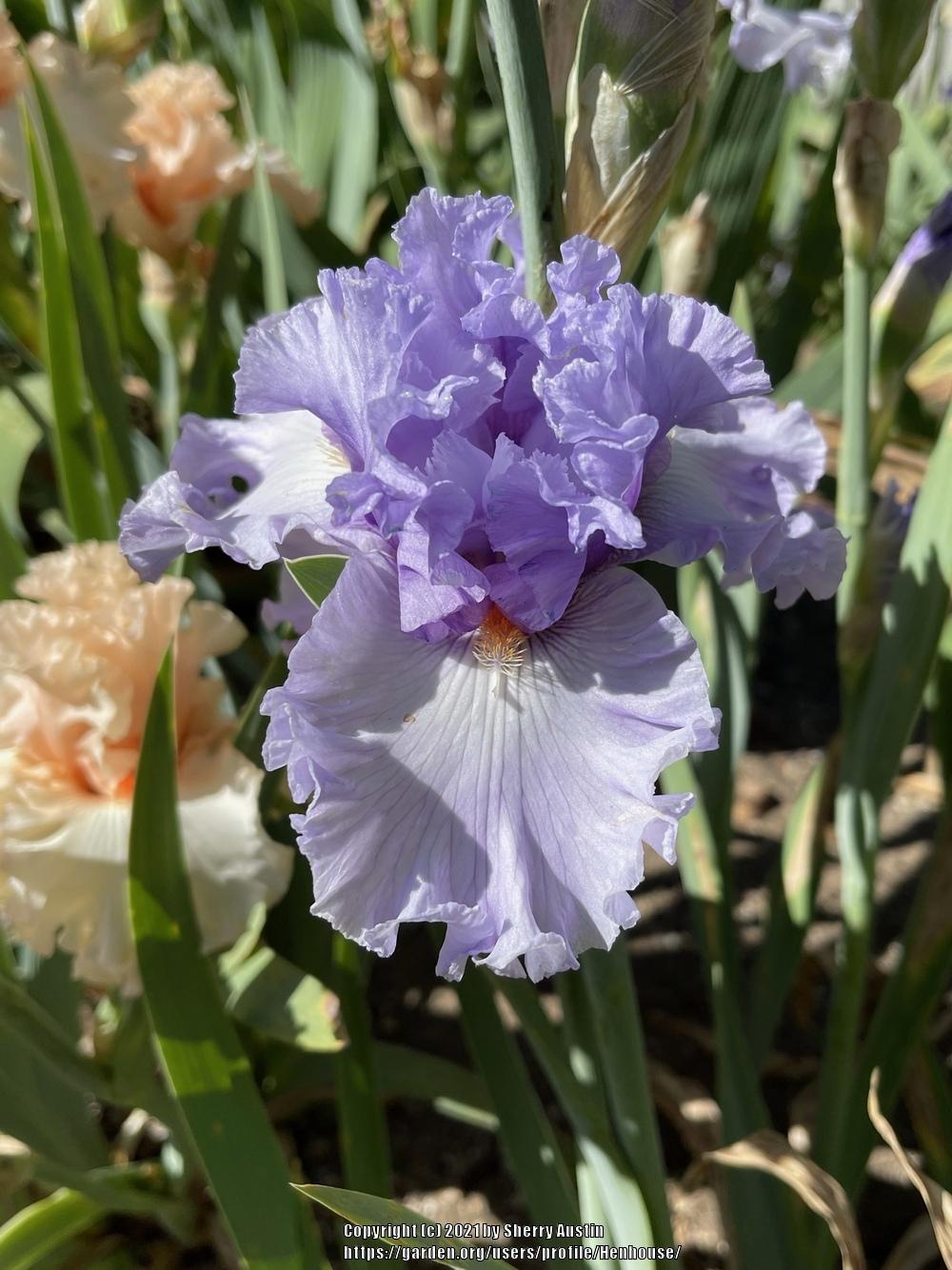 Photo of the bloom of Tall Bearded Iris (Iris 'Soul Mate') posted by ...