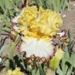 Border Bearded Iris (Iris 'Tagline') in the Irises Database - Garden.org