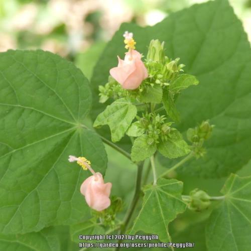Turk's Cap (Malvaviscus arboreus var. drummondii 'Pam Puryear') - Garden.org