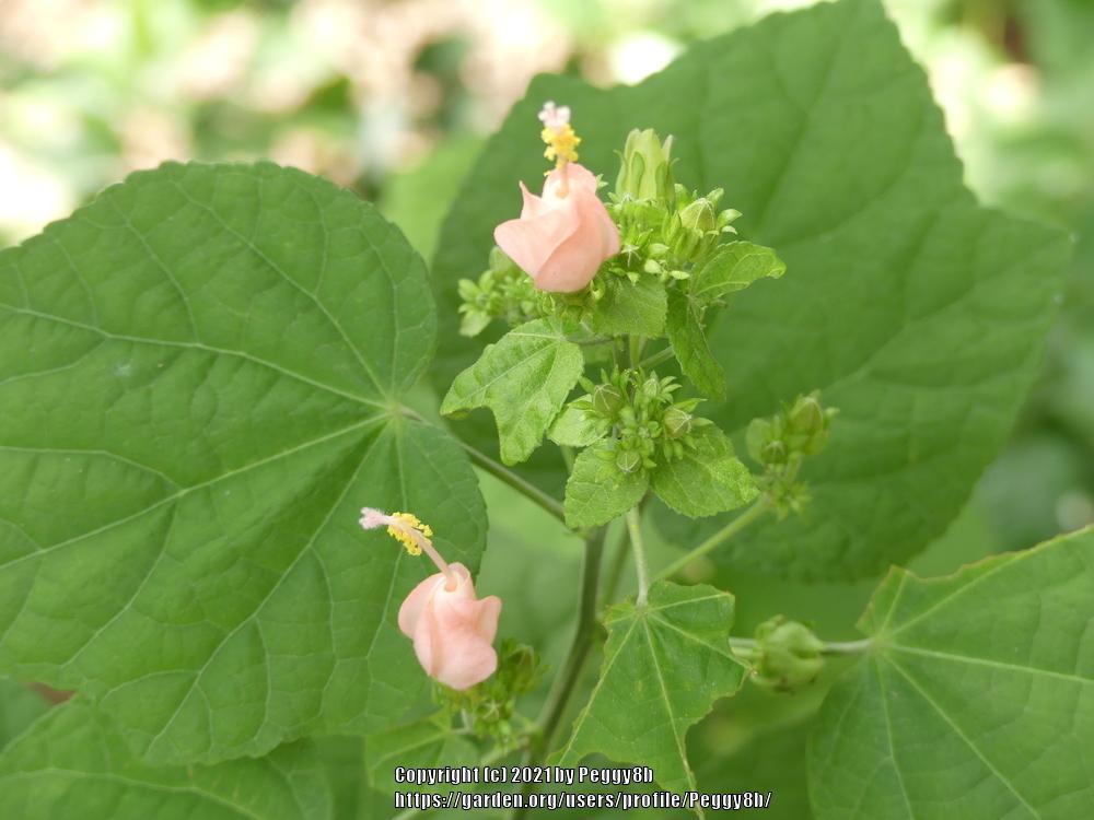 Turk's Cap (Malvaviscus arboreus var. drummondii 'Pam Puryear') - Garden.org