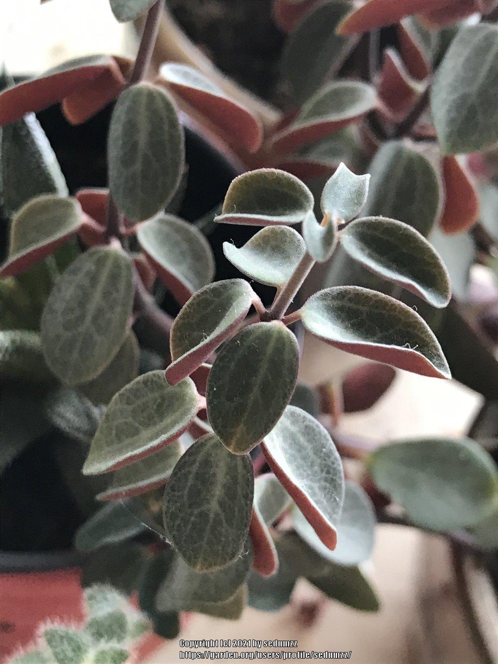 Photo of the emerging growth of Red Log (Peperomia verticillata) posted ...