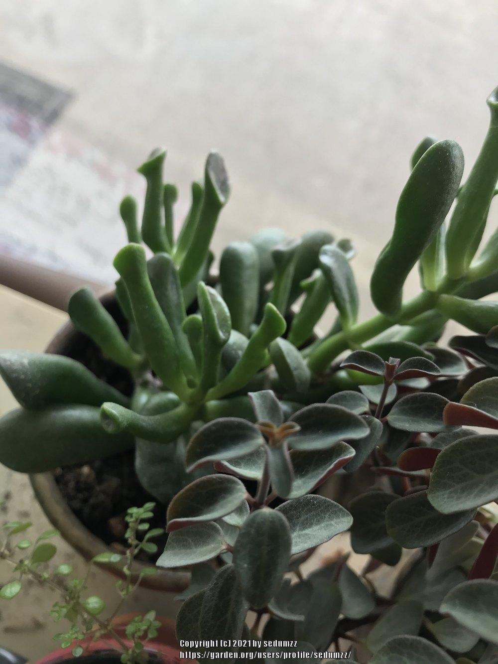 Photo of the entire plant of Jade Plant (Crassula ovata 'Ogre Ears ...