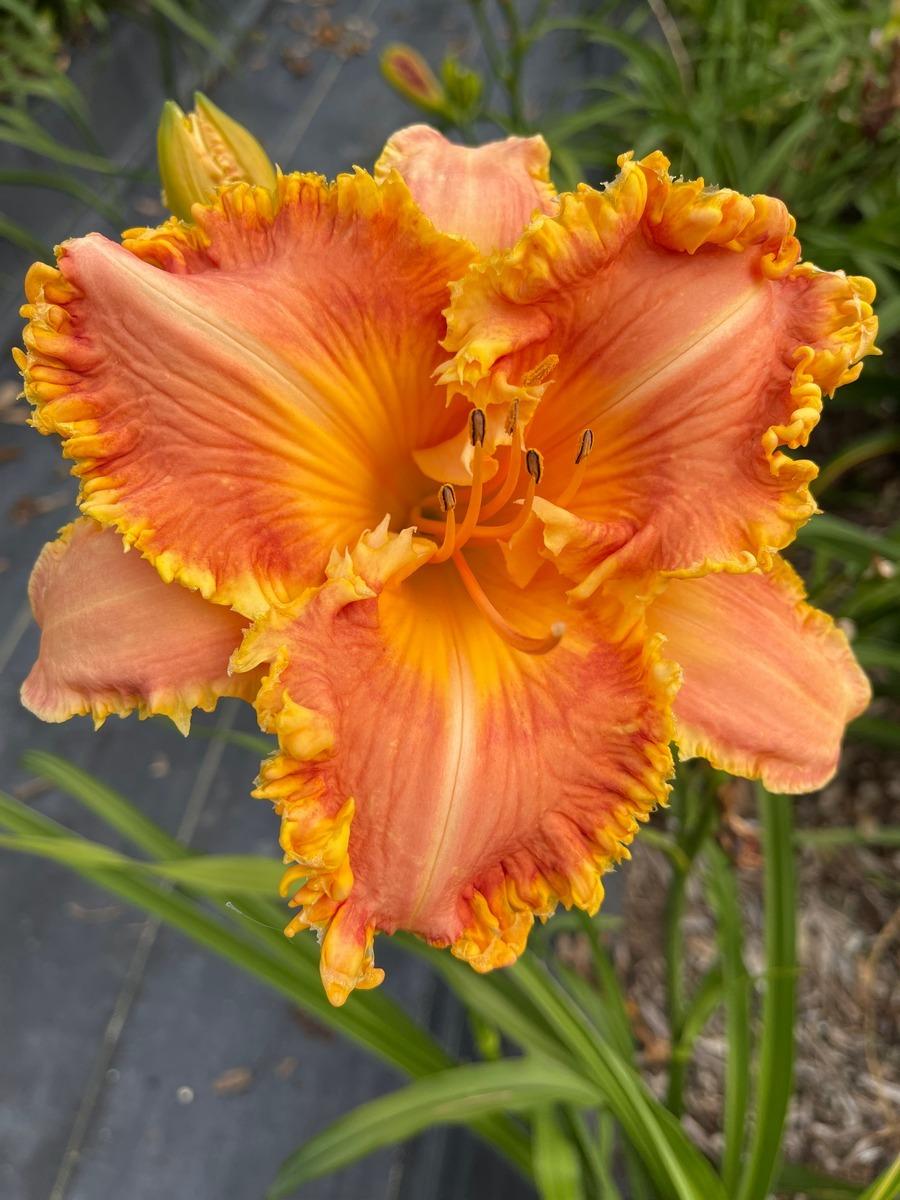 Daylily (Hemerocallis 'Abstract Orange') in the Daylilies Database ...