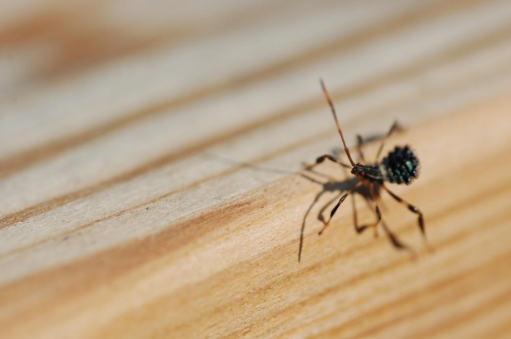 CT Bug in the Insect and Bug ID forum - Garden.org