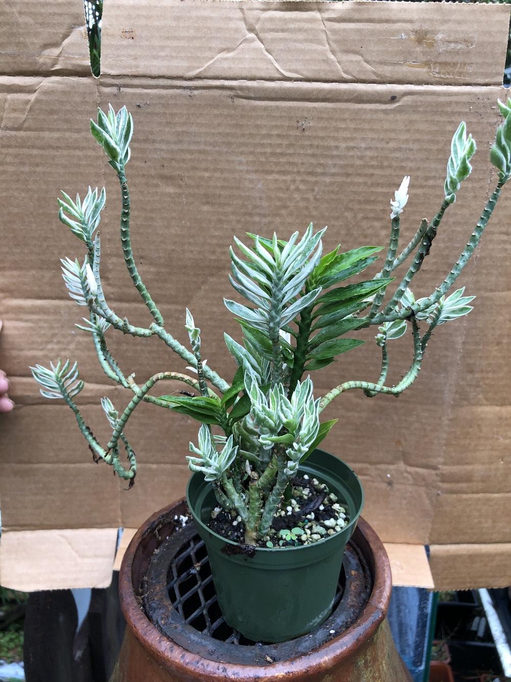 Variegated Devil's Backbone (Euphorbia tithymaloides 'Variegata') in ...