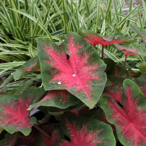 Fancy-leaf Caladium (Caladium 'Classic Pink') in the Caladiums Database ...
