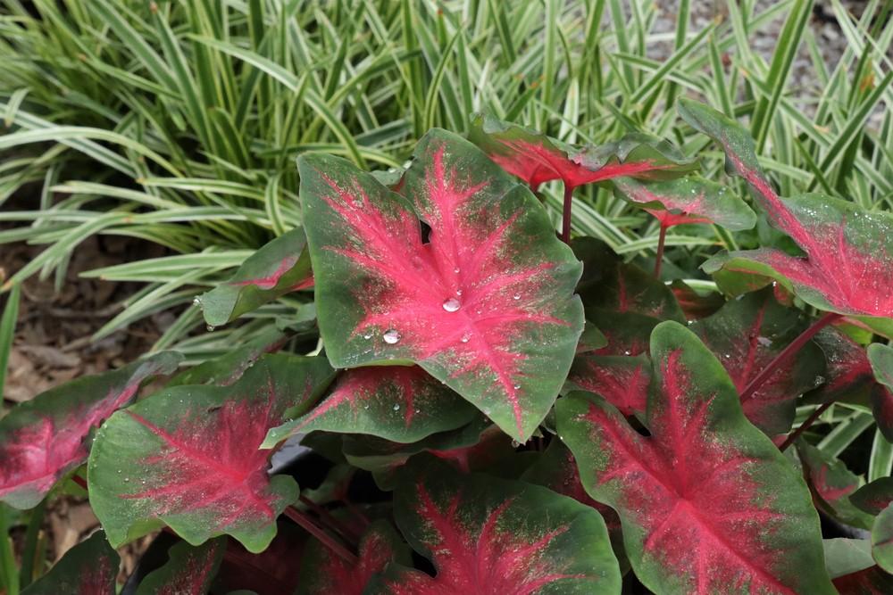 Caladiums: Plant Care and Collection of Varieties - Garden.org