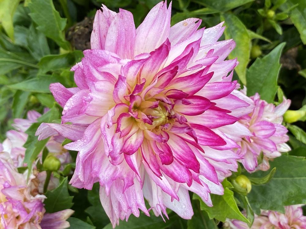 Dahlia LaBella® Maggiore Rose Bicolour in the Dahlias Database - Garden.org