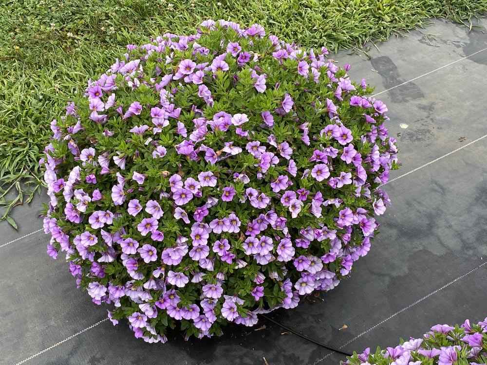 Million Bells (Calibrachoa Ombre™ Blue) in the Calibrachoas Database ...