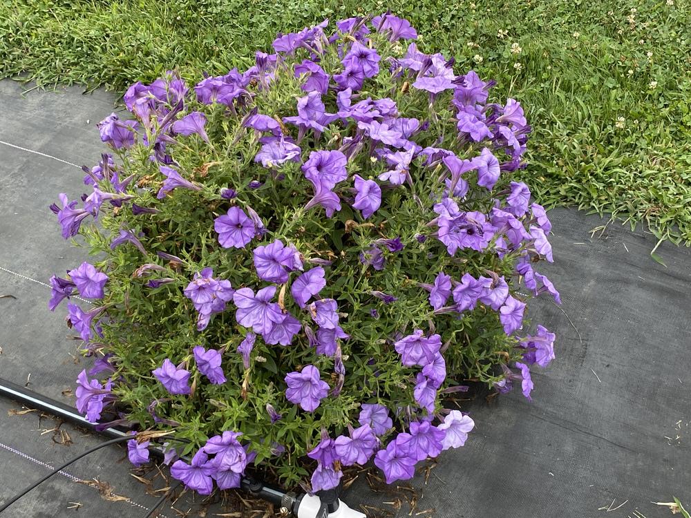 Multiflora Spreading/Trailing Petunia (Petunia Evening Scentsation™) in ...
