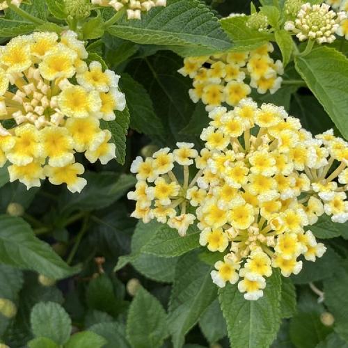 Lantana SunDance™ Yellow in the Lantanas Database - Garden.org