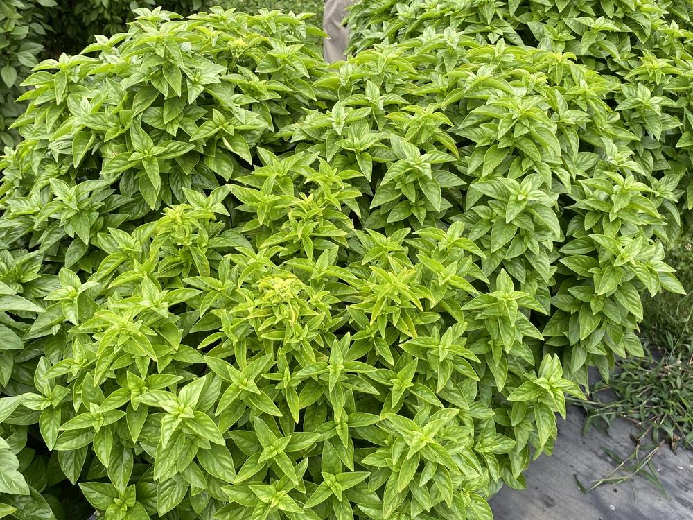 Basil (Ocimum basilicum 'Everleaf Emerald Towers') in the Basils ...