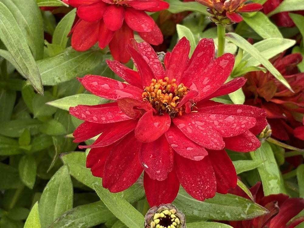 Photo of the bloom of Zinnia 'Profusion Double Red' posted by csandt ...