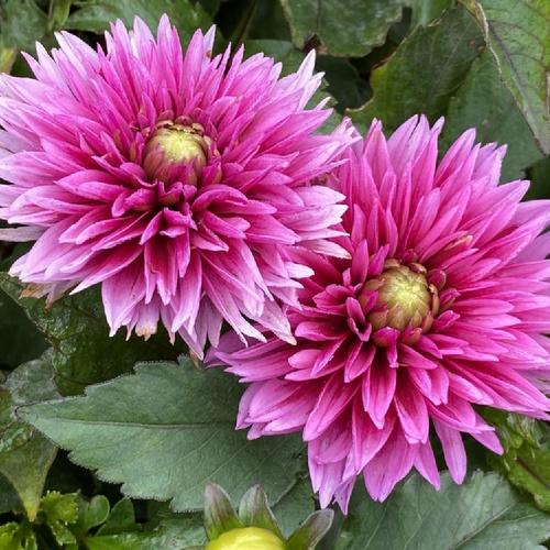 Dahlia LaBella® Maggiore Deep Rose in the Dahlias Database - Garden.org