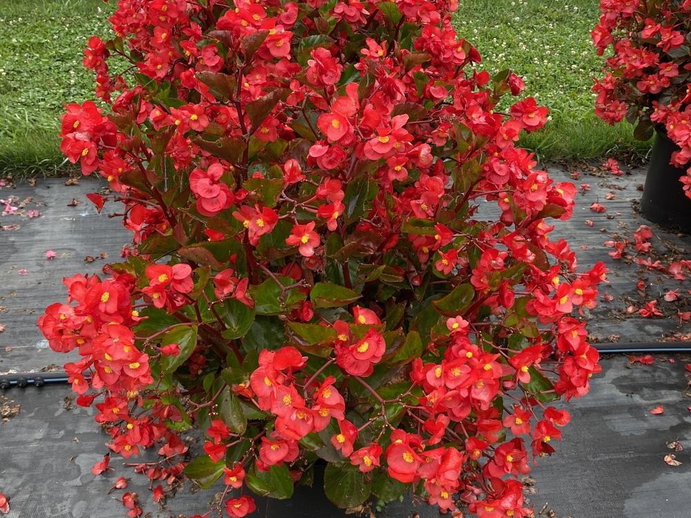 Begonia Big™ Red with Green Leaf in the Begonias Database - Garden.org