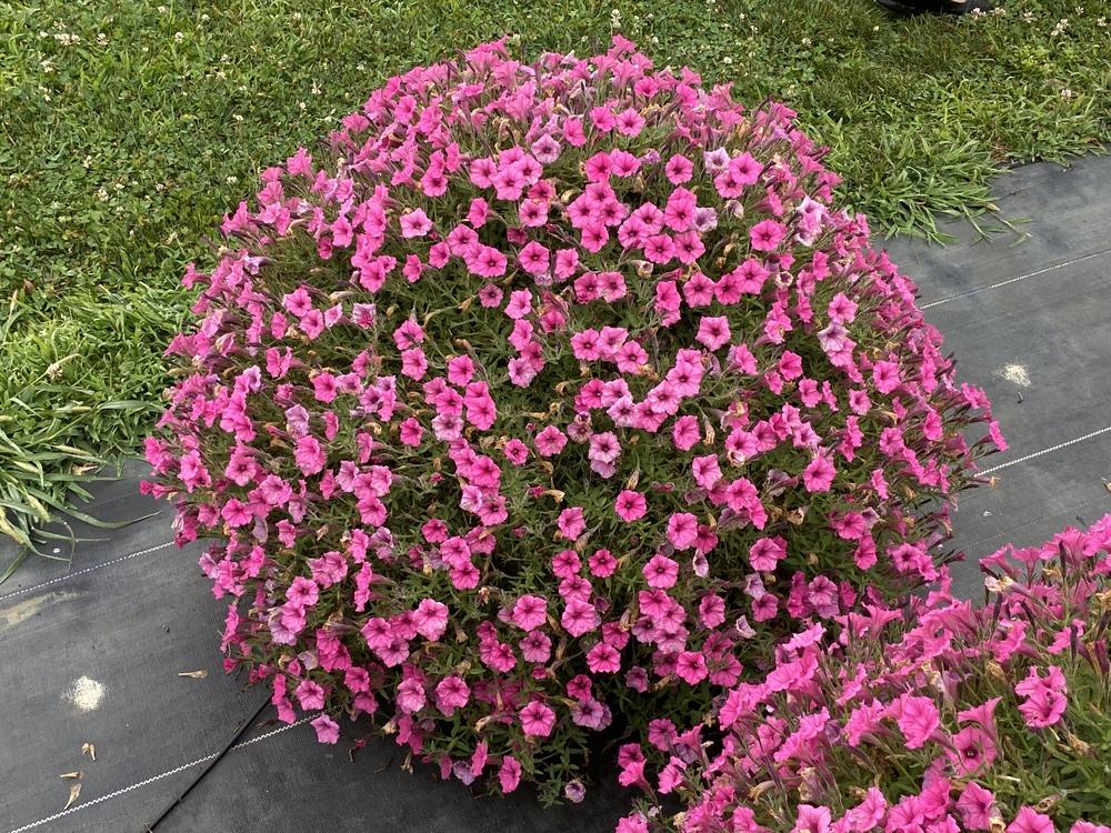 Petunia Supertunia® Hot Pink Charm in the Petunias Database - Garden.org