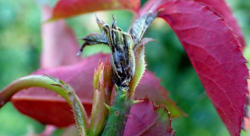 Dreaded Rose Midge in the Roses forum - Garden.org