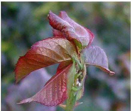 Dreaded Rose Midge in the Roses forum - Garden.org