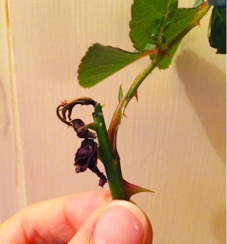 Dreaded Rose Midge in the Roses forum - Garden.org