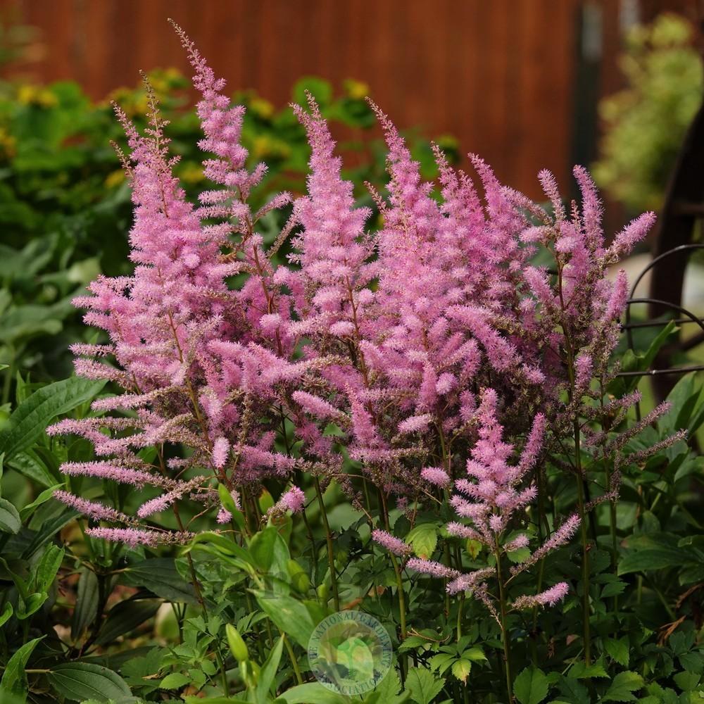 Astilbe 'Icecream' in the Astilbes Database - Garden.org