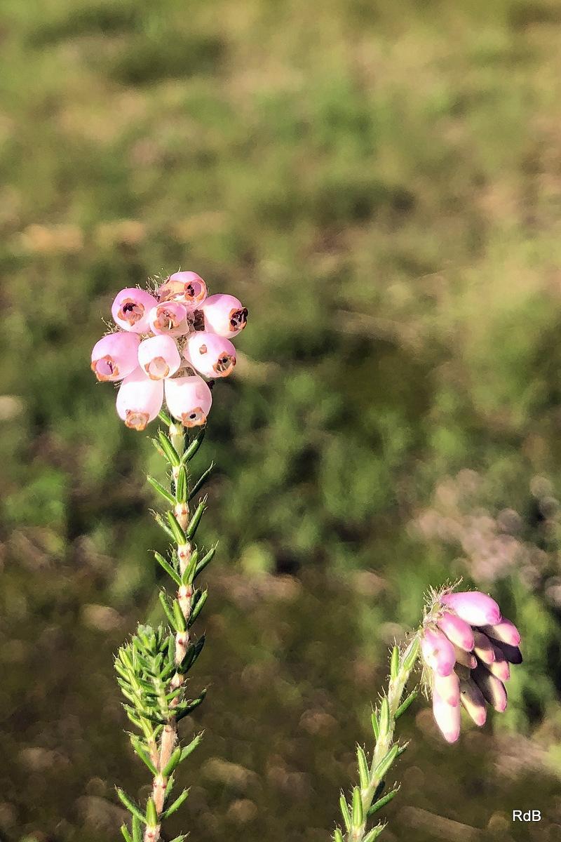 Photo of the bloom of Bog Heather (Erica tetralix) posted by ...