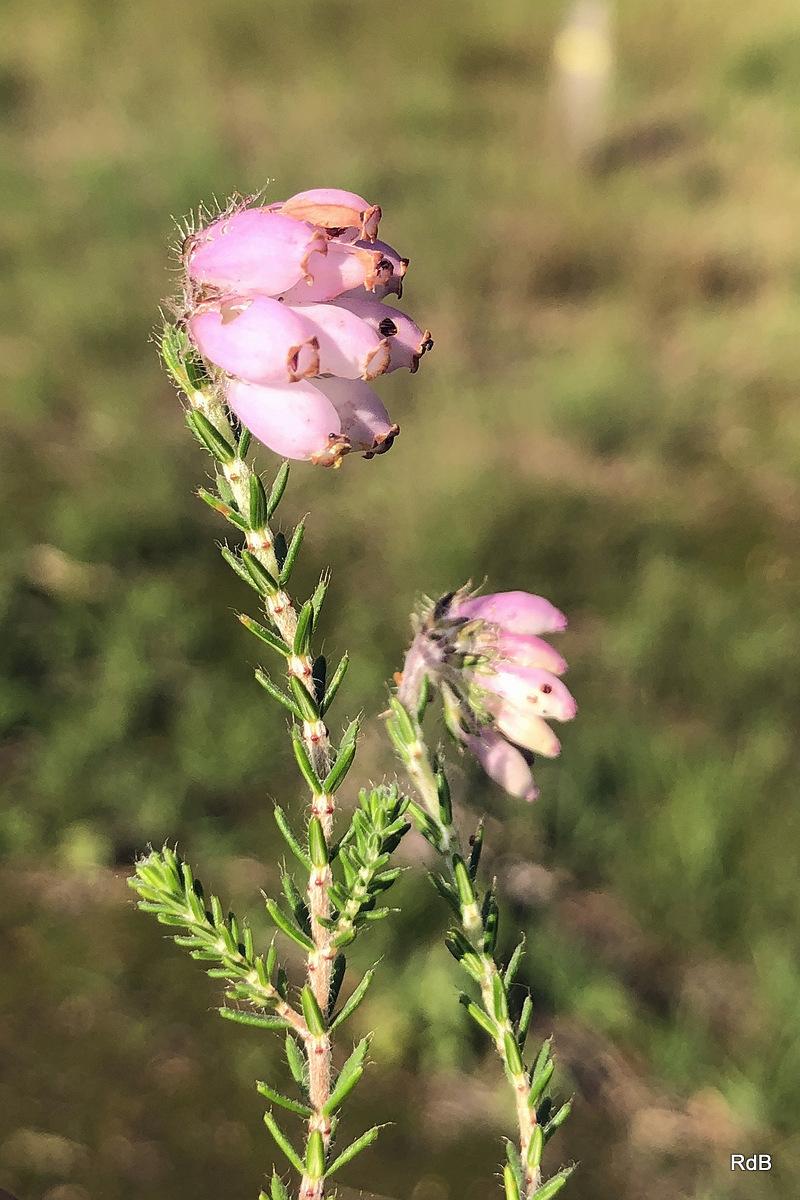 Photo of the bloom of Bog Heather (Erica tetralix) posted by ...
