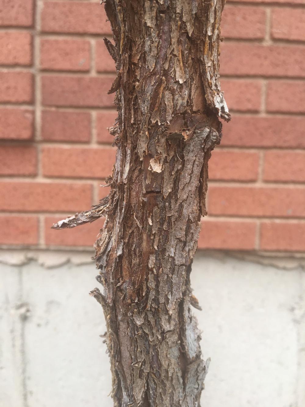 Photo of the stem, scape, stalk or bark of Jujube (Ziziphus jujuba ...