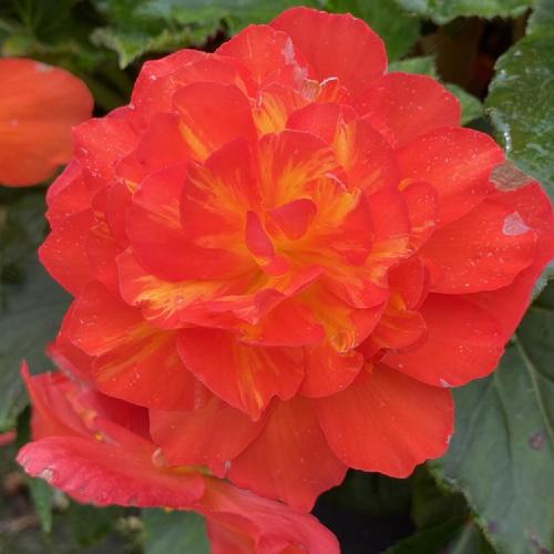 Begonia Nonstop™ Sunset in the Begonias Database - Garden.org