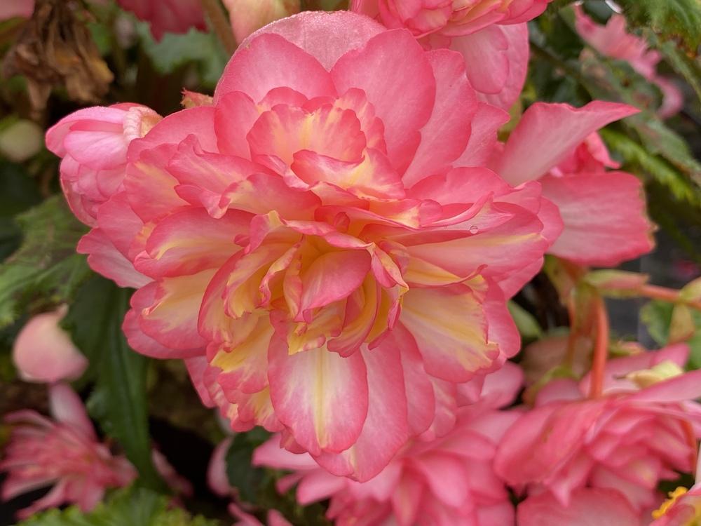 Tuberous Begonia (Begonia Nonstop™ Joy Rose Picotee) in the Begonias ...