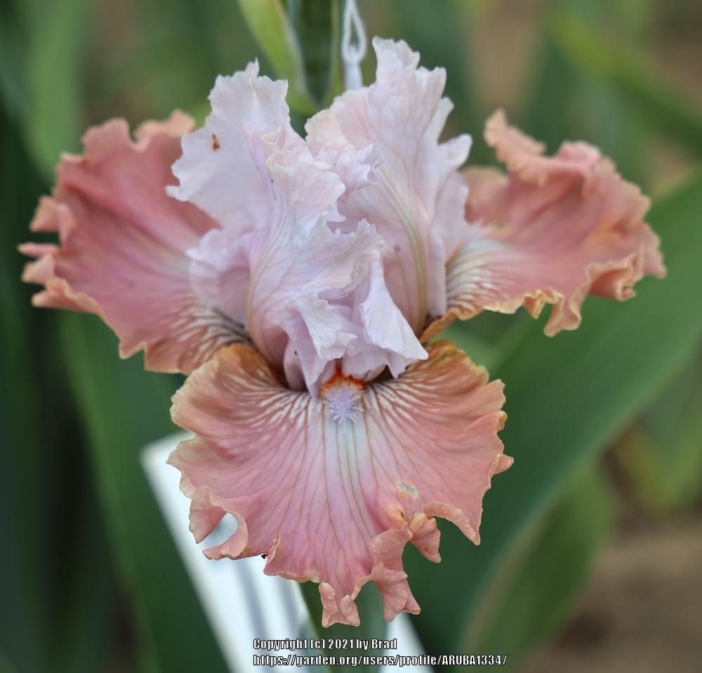 Photo of the bloom of Tall Bearded Iris (Iris 'Cut to Order') posted by ...