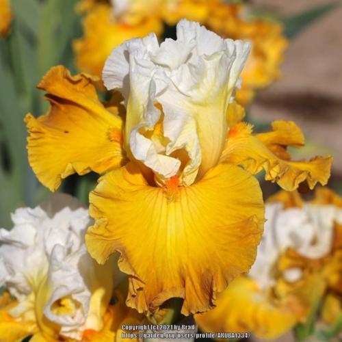 Tall Bearded Iris (Iris 'Zip to the Moon') in the Irises Database ...