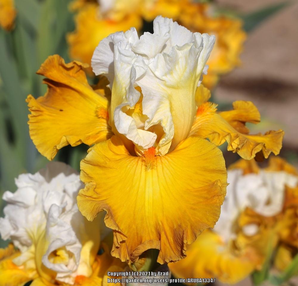 Tall Bearded Iris (Iris 'Zip to the Moon') in the Irises Database ...