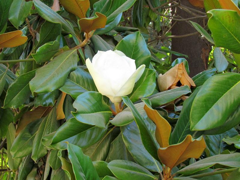 Magnolia Identification in the Plant ID forum - Garden.org
