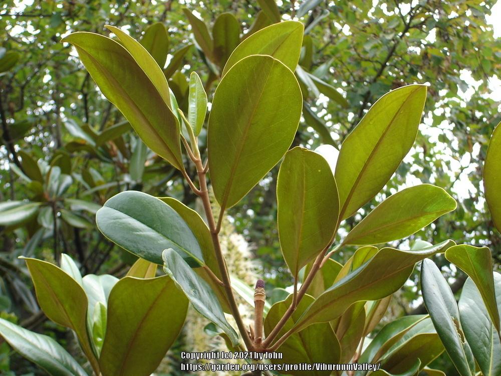 Magnolia Identification in the Plant ID forum - Garden.org