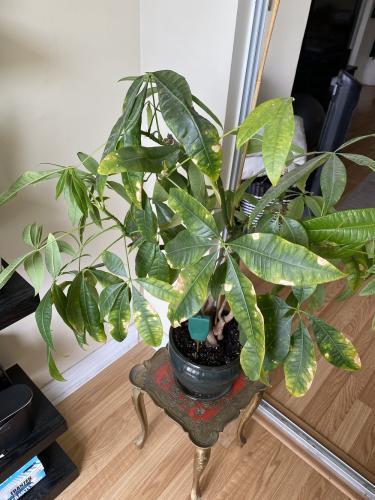 Am I overwatering or underwatering my money tree? in the Houseplants ...