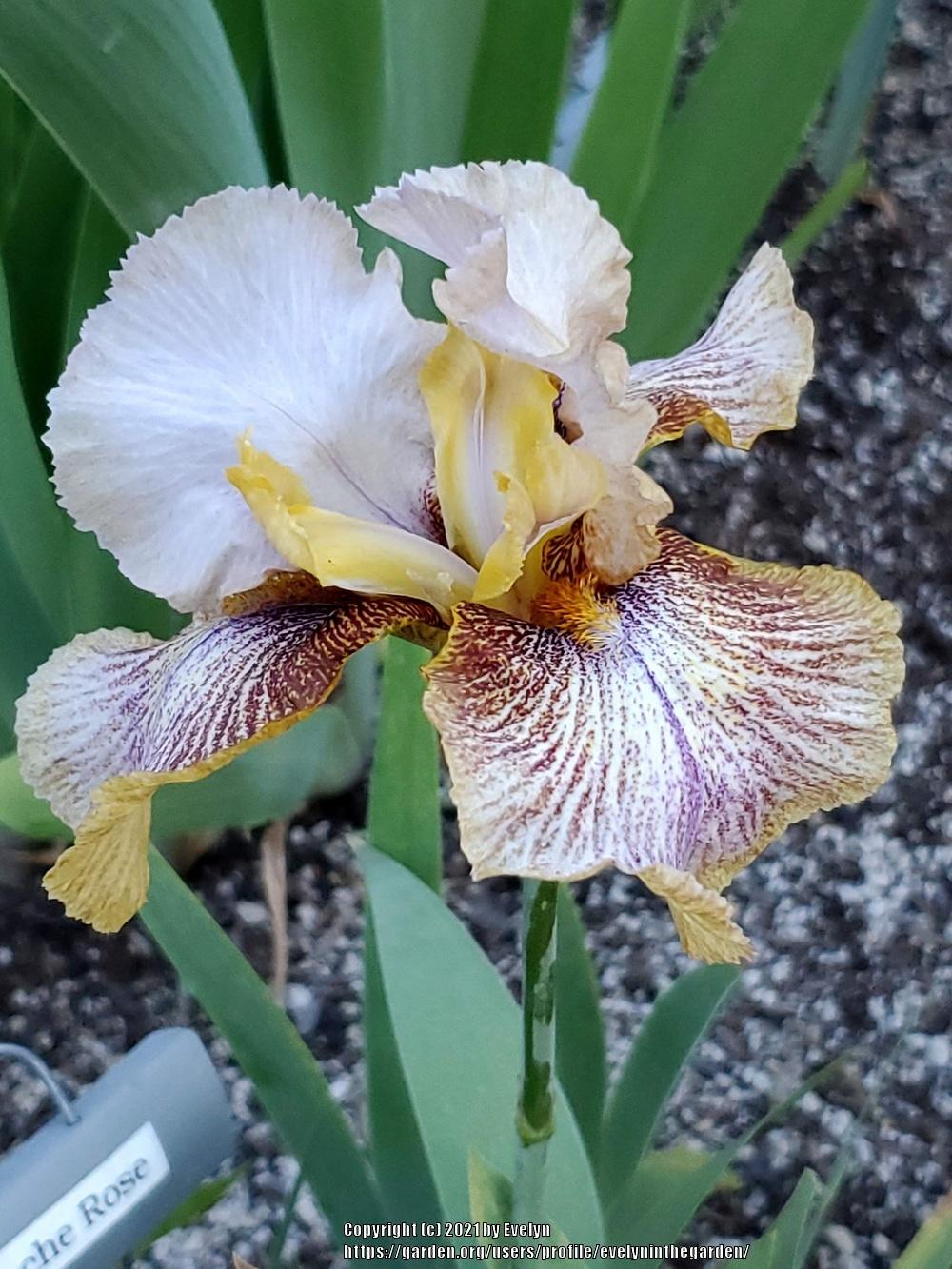 Tall Bearded Iris (Iris 'Apache Rose') in the Irises Database - Garden.org