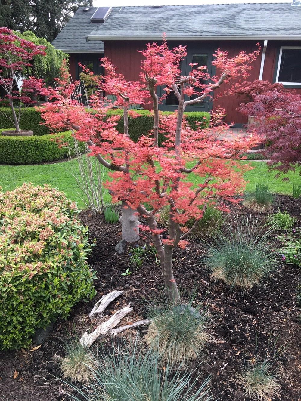 How to graft a Japanese maple tree in the Propagation forum - Garden.org